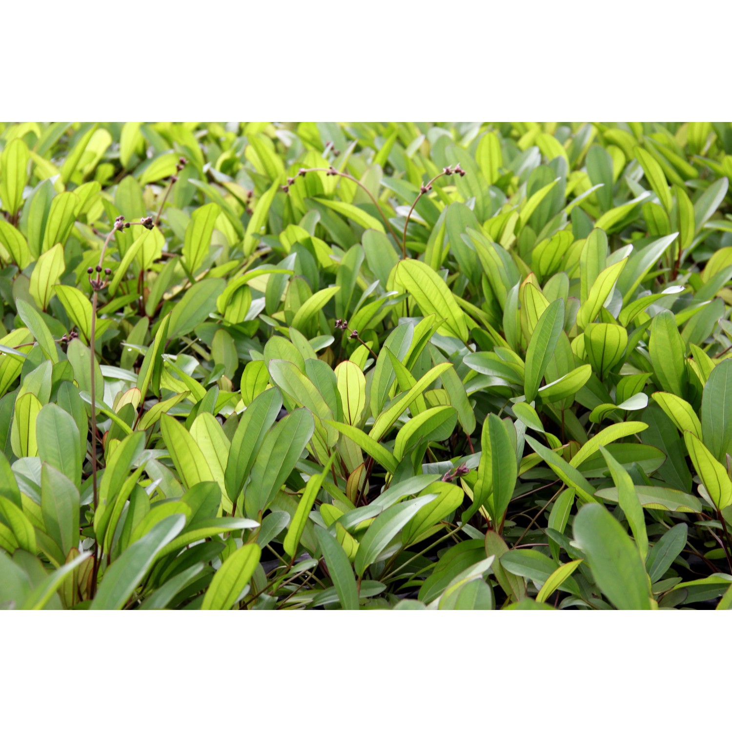 Dennerle Plants Aquariumpflanze Echinodorus Green Chamäleon kaufen bei OBI