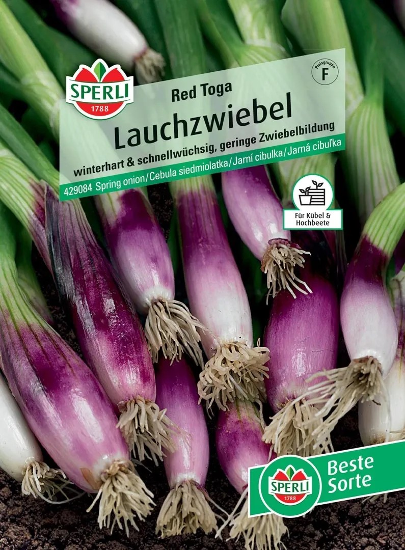 Sperli Lauchzwiebel "Red Toga" (Allium fistulosum) kaufen bei OBI
