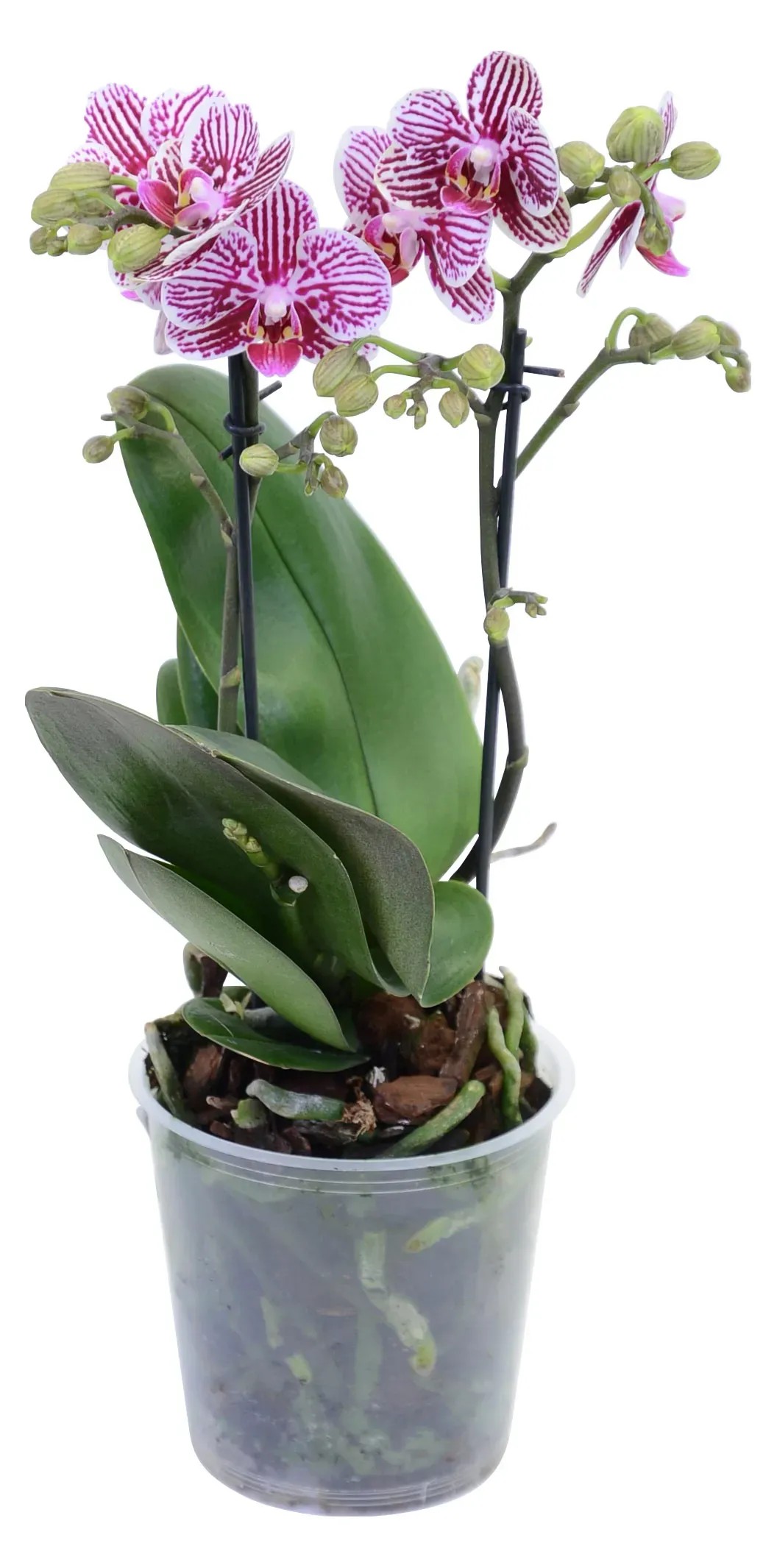 Schmetterlings-Orchidee "Zebra" 2-Trieber Rot-Weiß Phalaenopsis kaufen ...