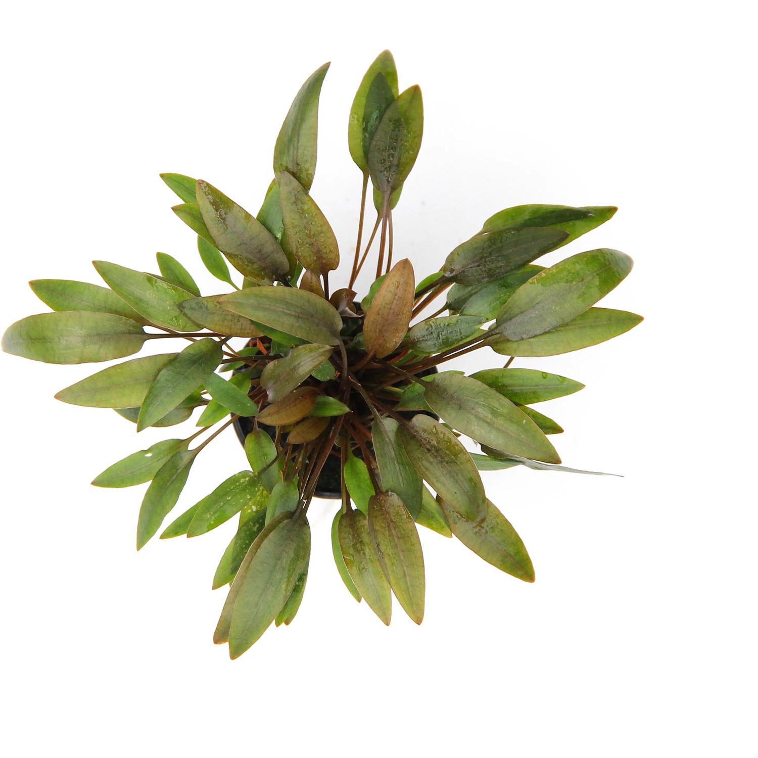 Dennerle Plants Aquariumpflanze Cryptocoryne Wendtii Kompakt kaufen bei OBI
