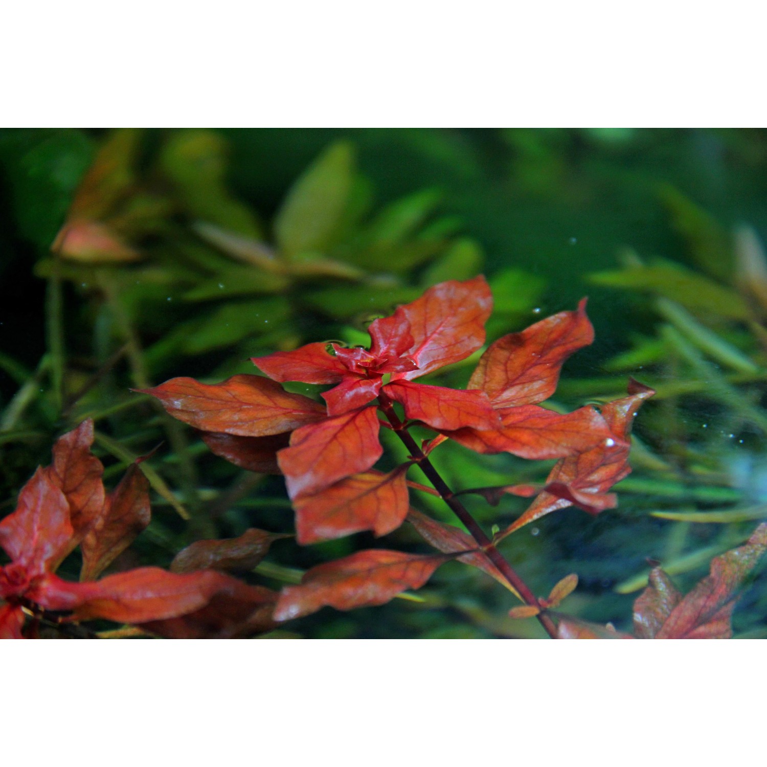 Dennerle Plants Aquariumpflanze Ludwigia Spec. Super Red kaufen bei OBI