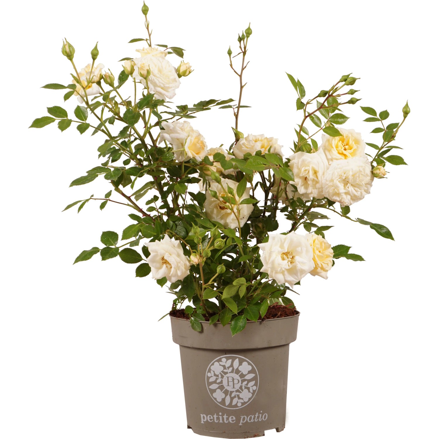 GROW by OBI Patio-Rose H ca. 20cm Topf 2,8 l kaufen bei OBI