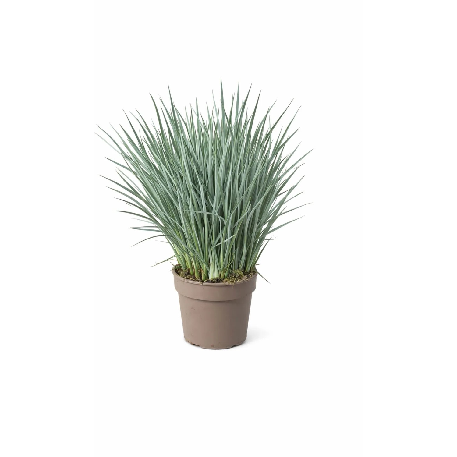 GROW by OBI Flachslilie Dianella rev. T19 kaufen bei OBI
