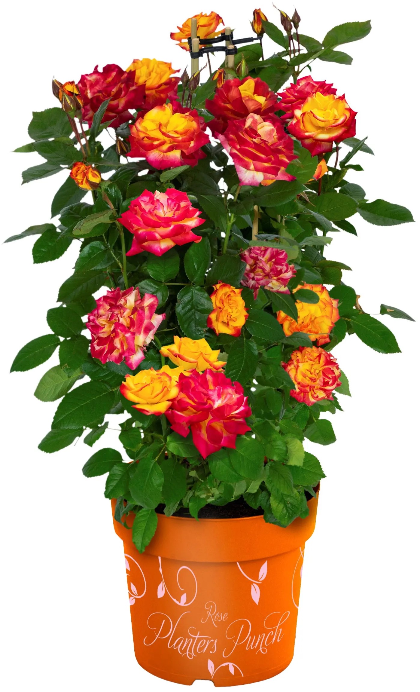 GROW by OBI Rose Gelb-Pink Planters Punch Höhe 20 - 30 cm Topf 6 l Rosa ...