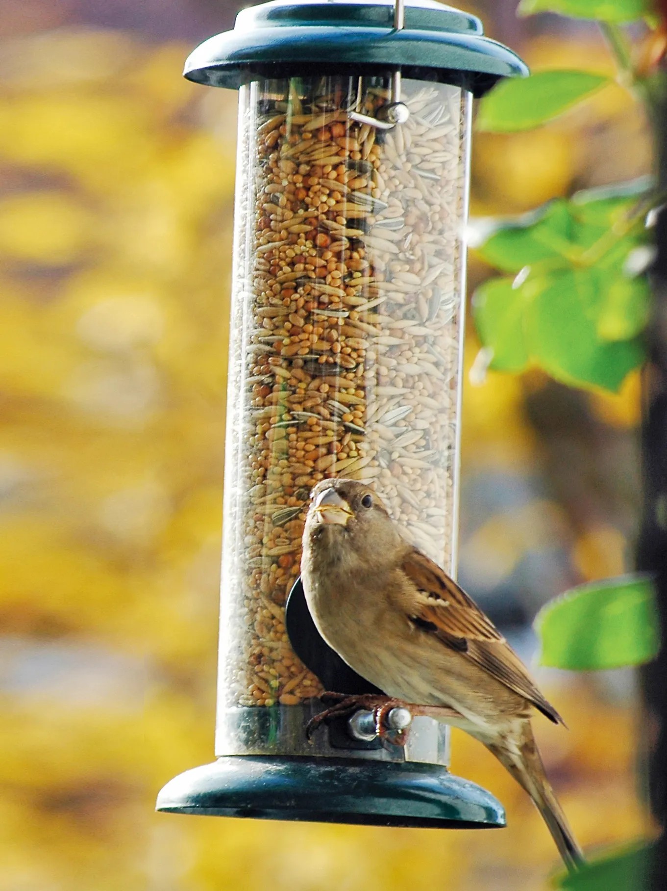 Dobar Vogelfutterspender Metall/Kunststoff kaufen bei OBI