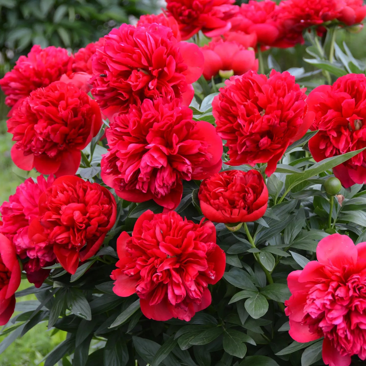 Pfingstrose lactiflora Rot 1 Stück kaufen bei OBI
