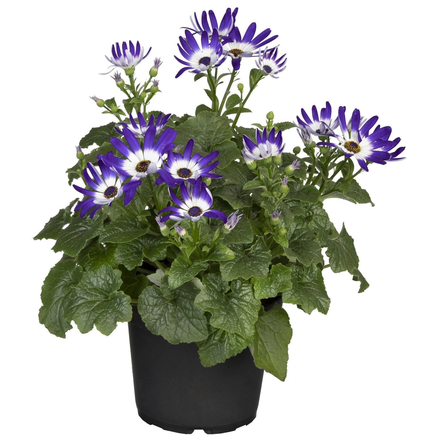 Greiskraut "Senetti Violet Bicolor" Topf-Ø ca. 15 cm Senecio cruentus ...