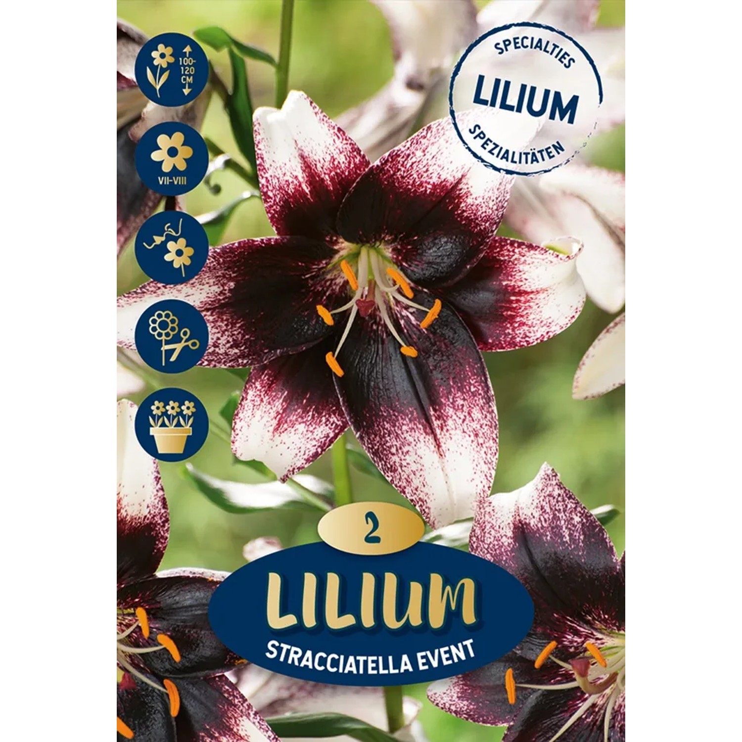 Lilien "Hocus Pocus" Rosa-Gelb kaufen bei OBI