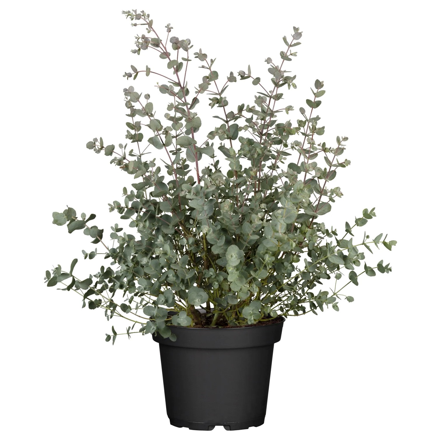 Eukalyptus "Azura" Busch Höhe ca. 40 - 60 cm Topf-Ø ca. 23 cm ...