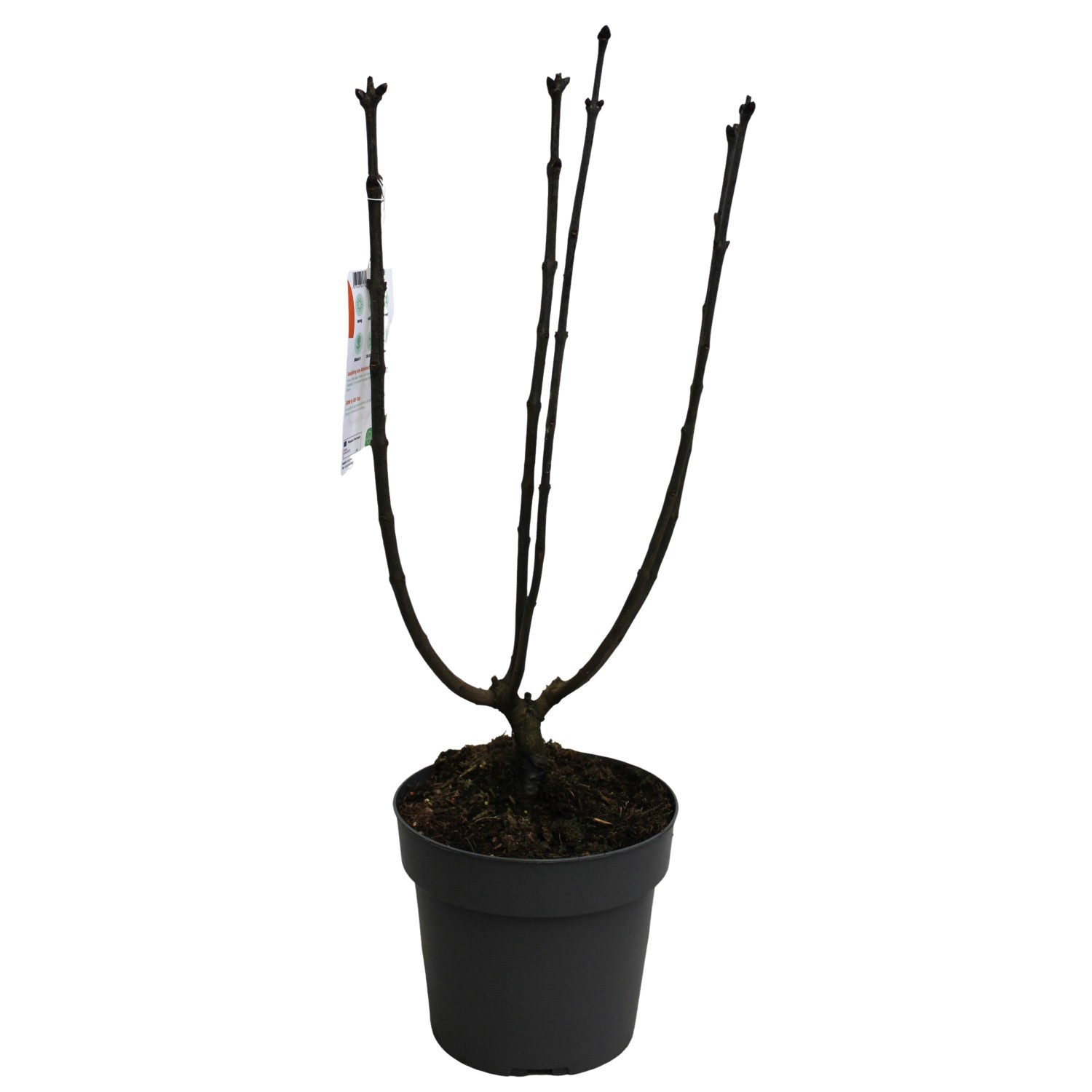 Edelflieder "Andenken an Ludwig Späth" Höhe ca. 60 cm Topf ca. 4,6 l ...