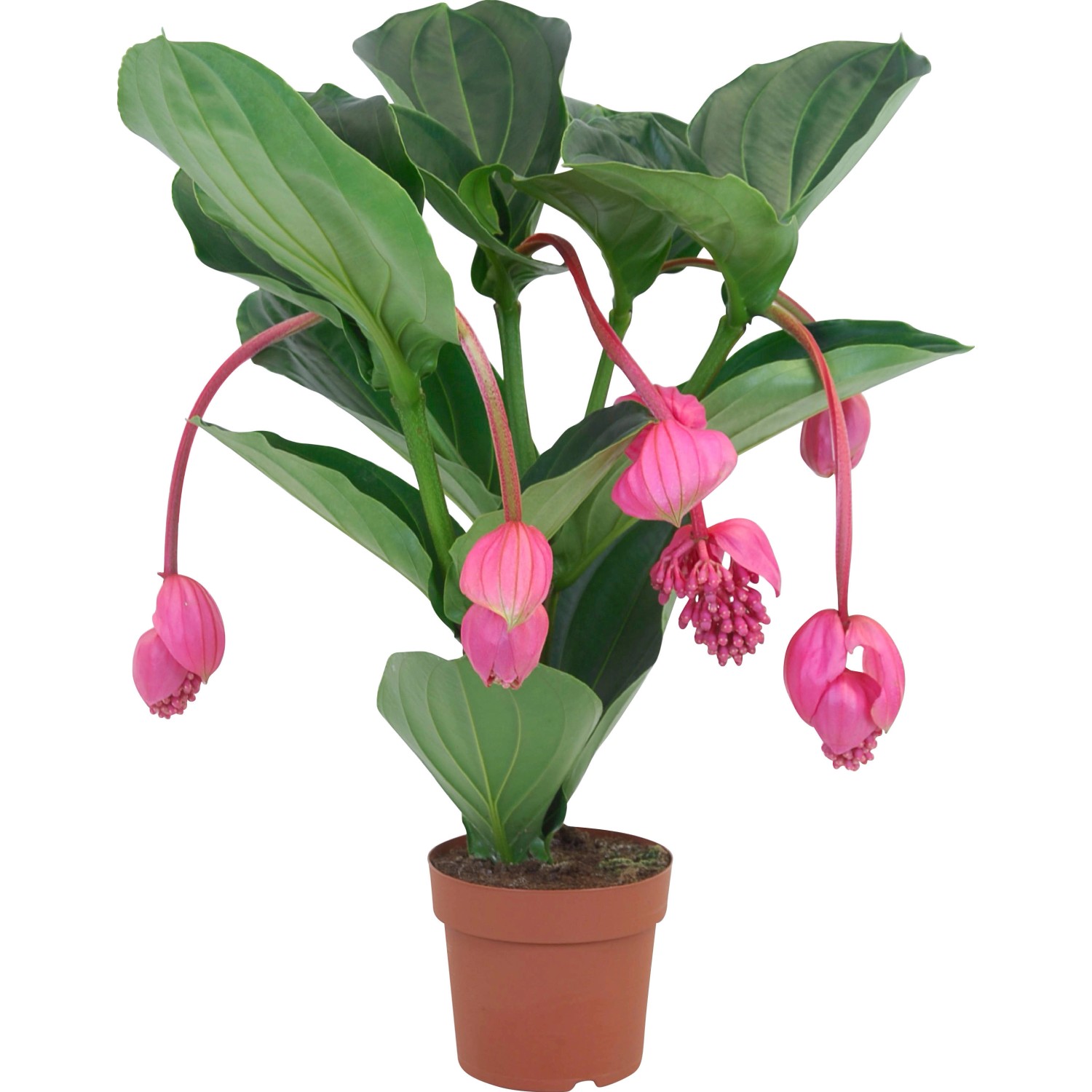 Medinille "Flamenco" Topf-Ø ca. 17 cm Medinilla magnifica kaufen bei OBI