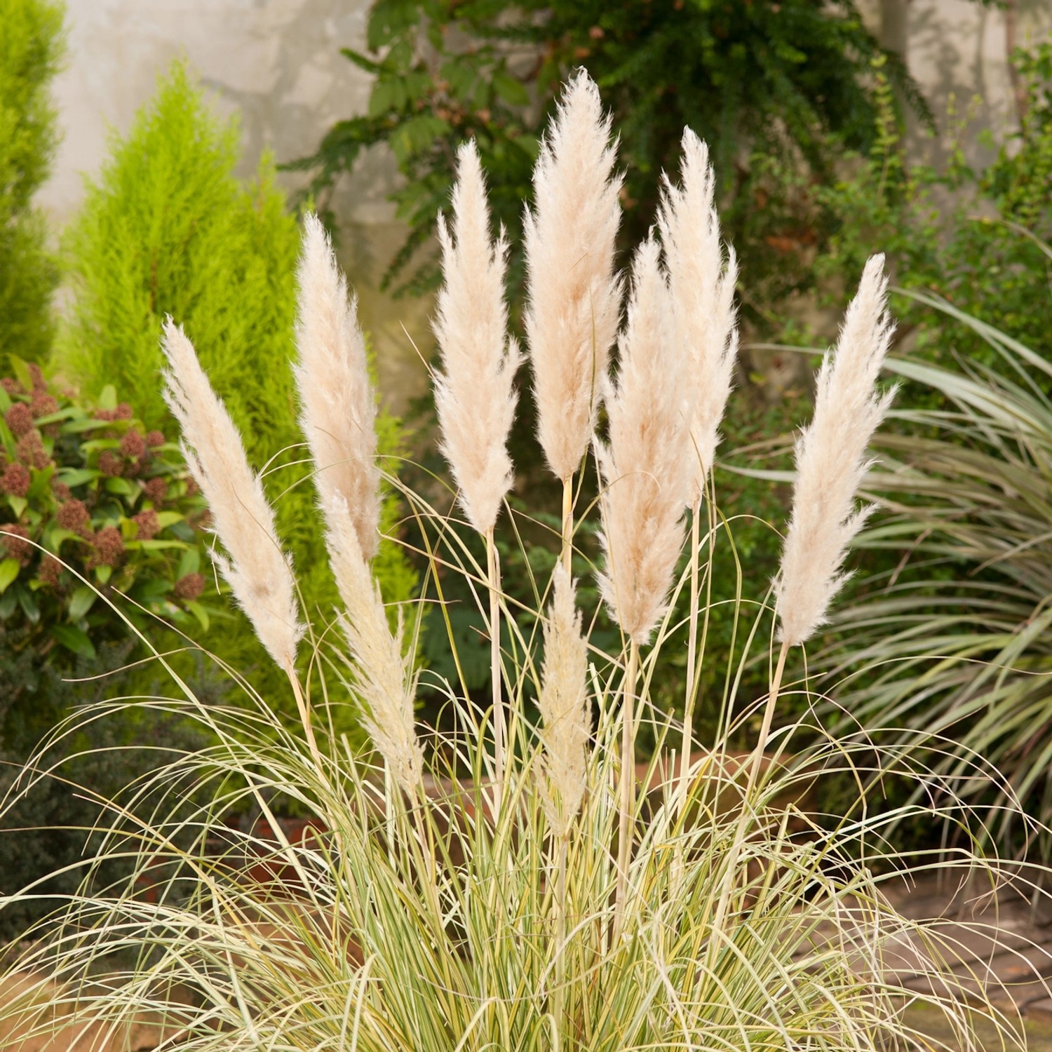 GROW by OBI Pampasgras "Gold Mini" Topf-Ø ca. 17 cm Cortaderia selloana ...