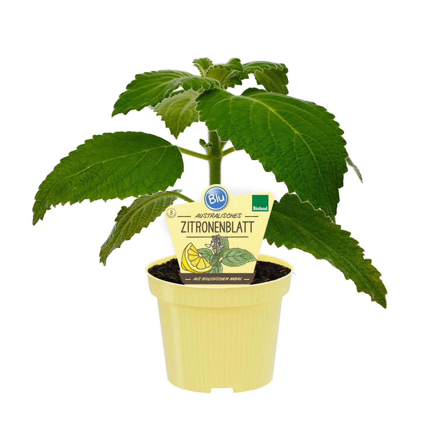 Blu Bio-Australisches Zitronenblatt Topf-Ø ca. 12 cm Plectranthus ...