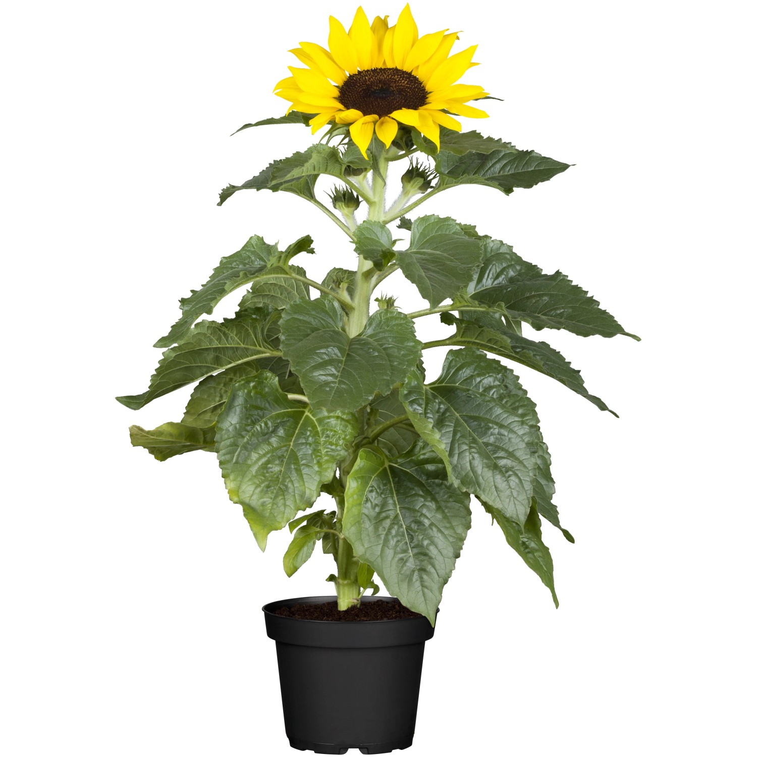 Sonnenblume "Sunsation Multiflower" Höhe 35-40 cm Topf Ø 13 cm ...