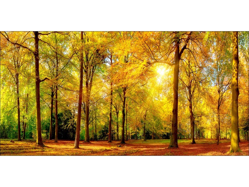 Pro Art Bild Canvas-Art Sunshine In The Forest III 100 cm x 50 cm ...