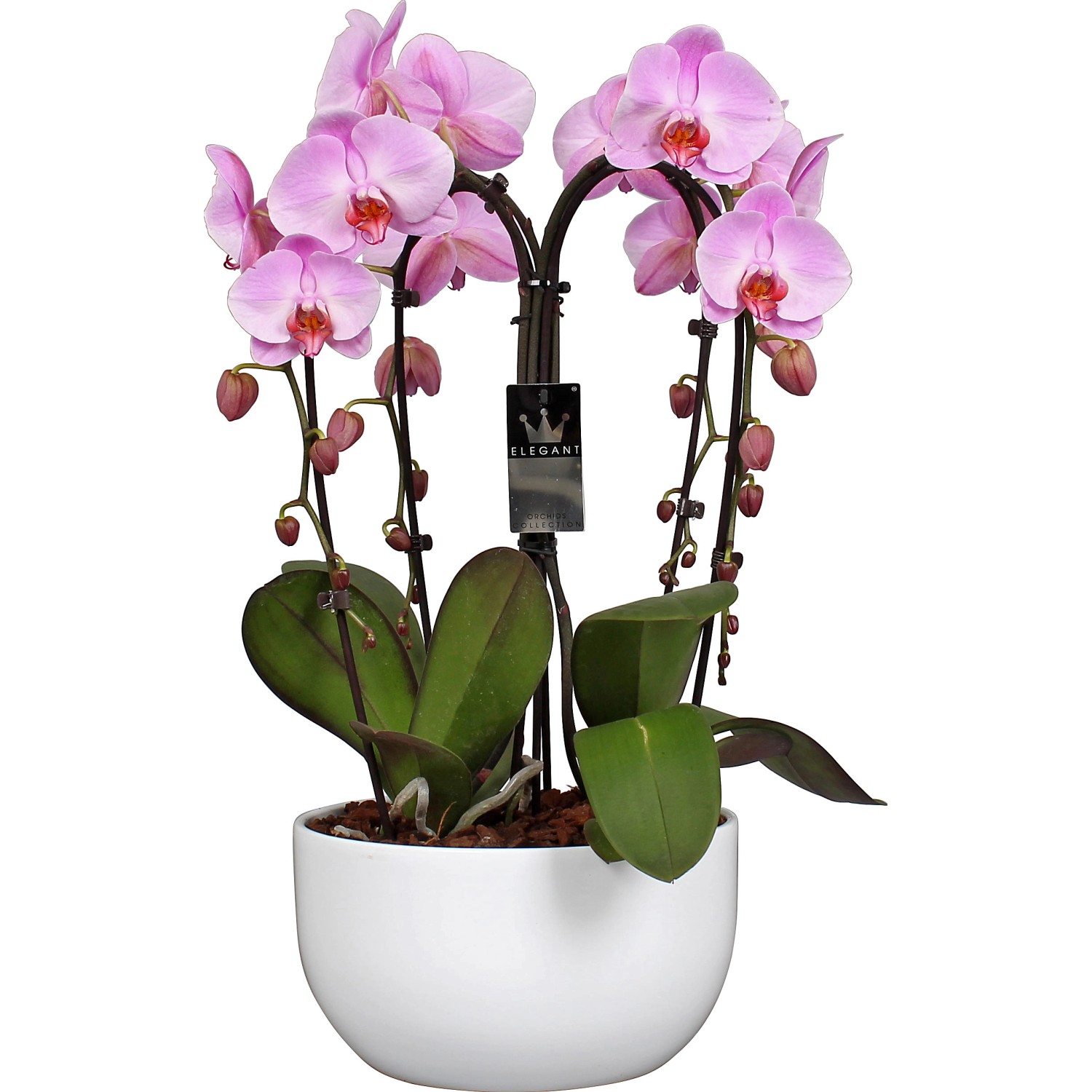 Schmetterlingsorchidee 4-Trieber Weiß in Keramik Topf-Ø ca. 25 cm ...