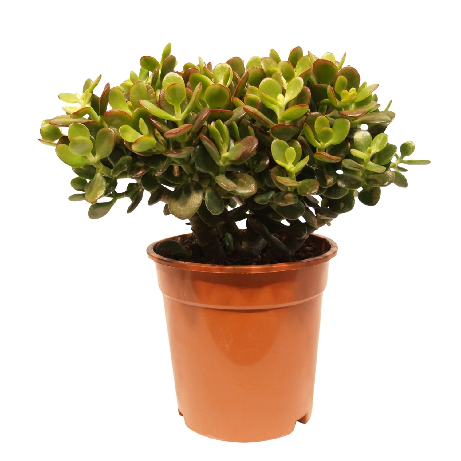 Dickblatt Mix Topf-Ø ca. 17 cm Crassula kaufen bei OBI