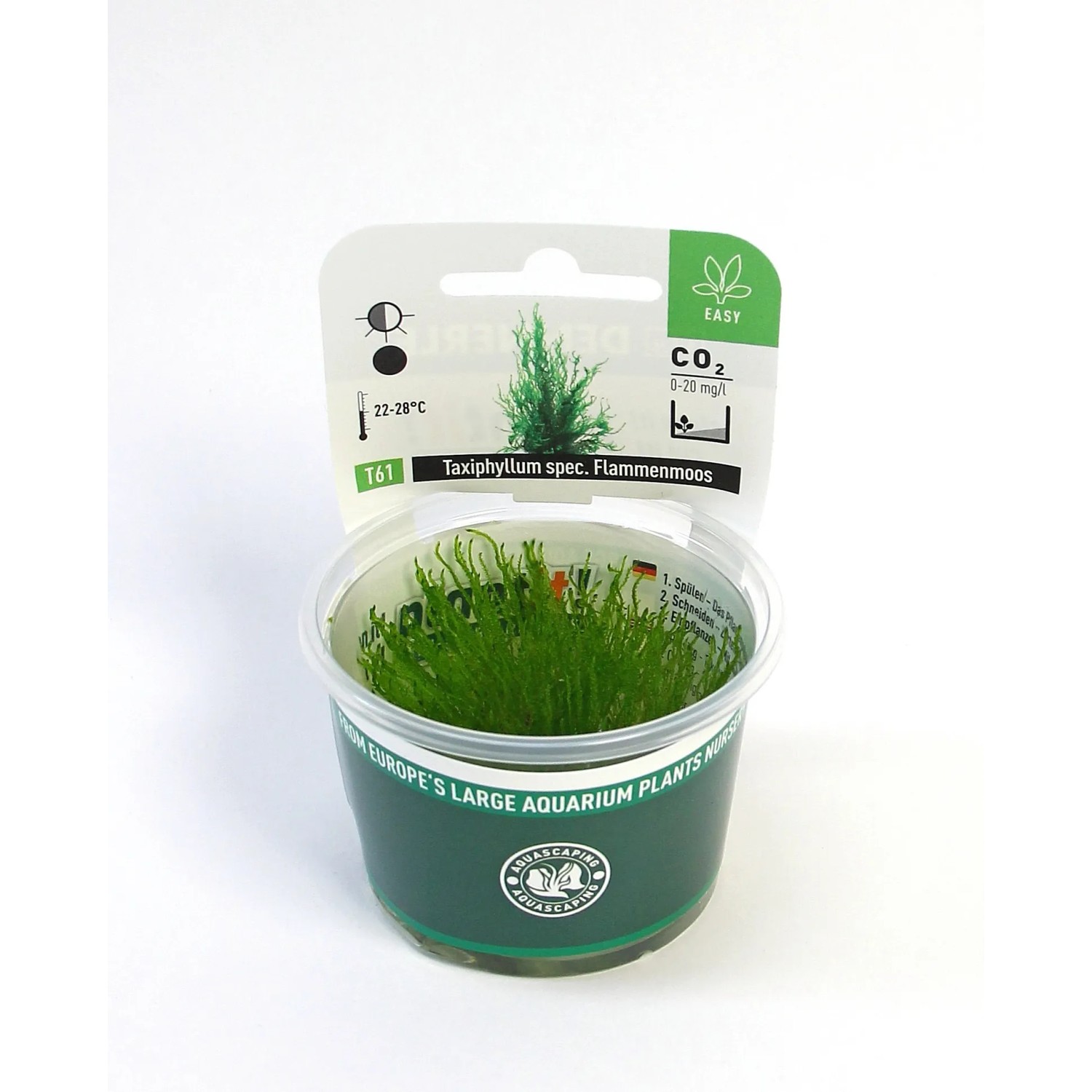 Dennerle Plants Aquariumpflanze Taxiphyllum Spec. Flammenmoos In-Vitro ...
