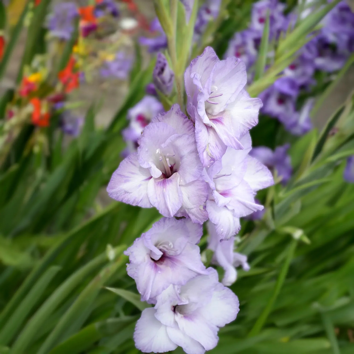 Gladiolen grandiflorus "Blue Tropic" 12 Stück kaufen bei OBI