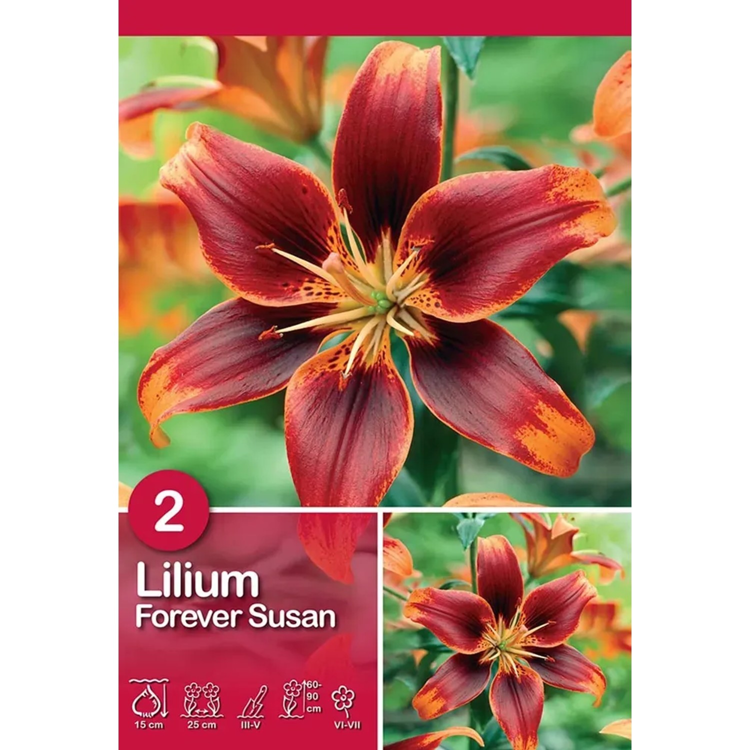 Lilien "Forever Susan" Rot kaufen bei OBI