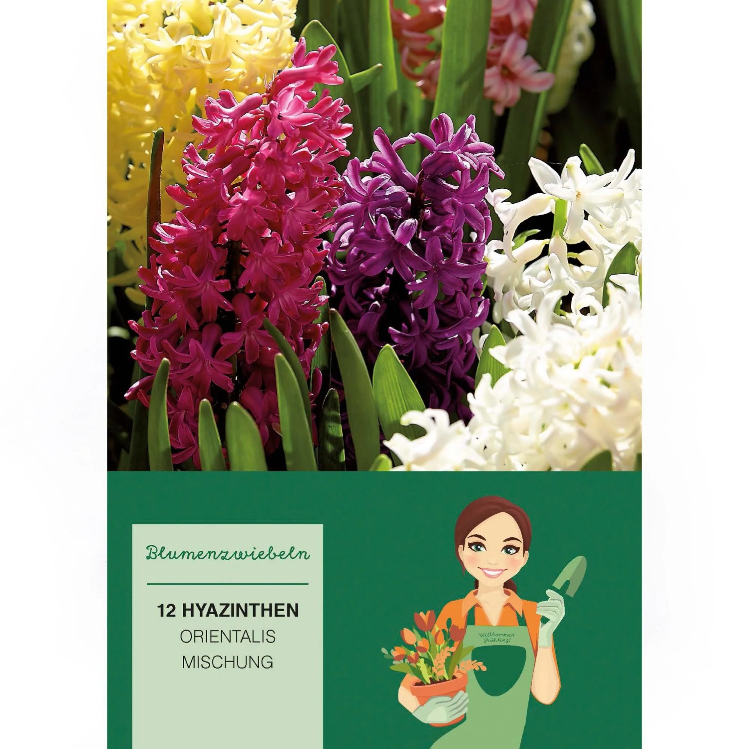 Hyazinthen Mischung Mischung 12 Stück Hyacinthus Mix kaufen bei OBI