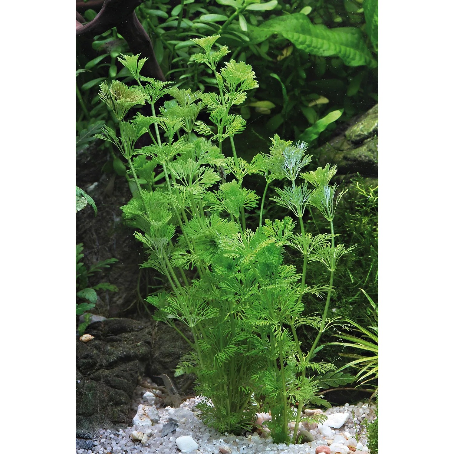 Dennerle Plants Aquariumpflanze Limnophila Sessiliflora kaufen bei OBI
