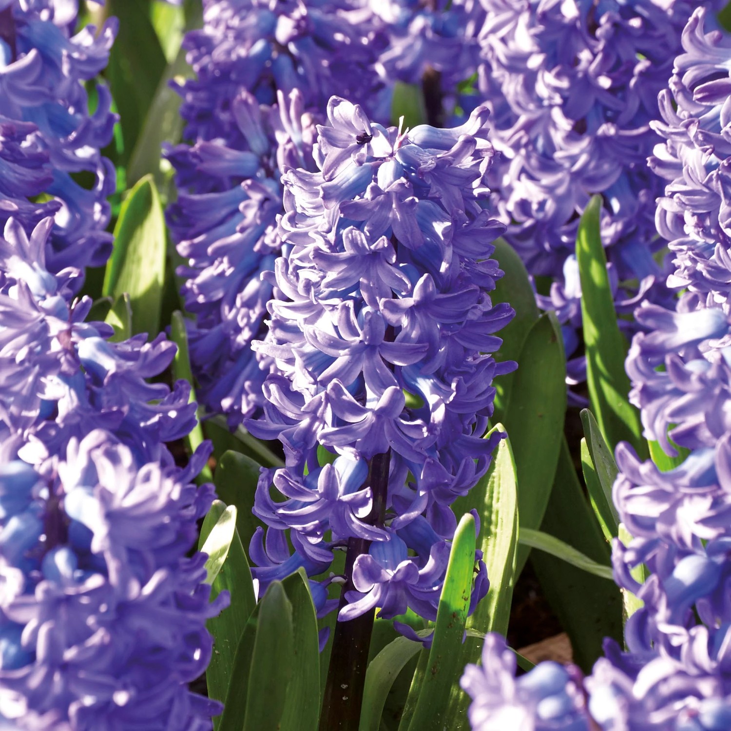 GROW by OBI Hyazinthe "Delft Blue" Blau 25 cm Hyacinthus orientalis kaufen bei OBI