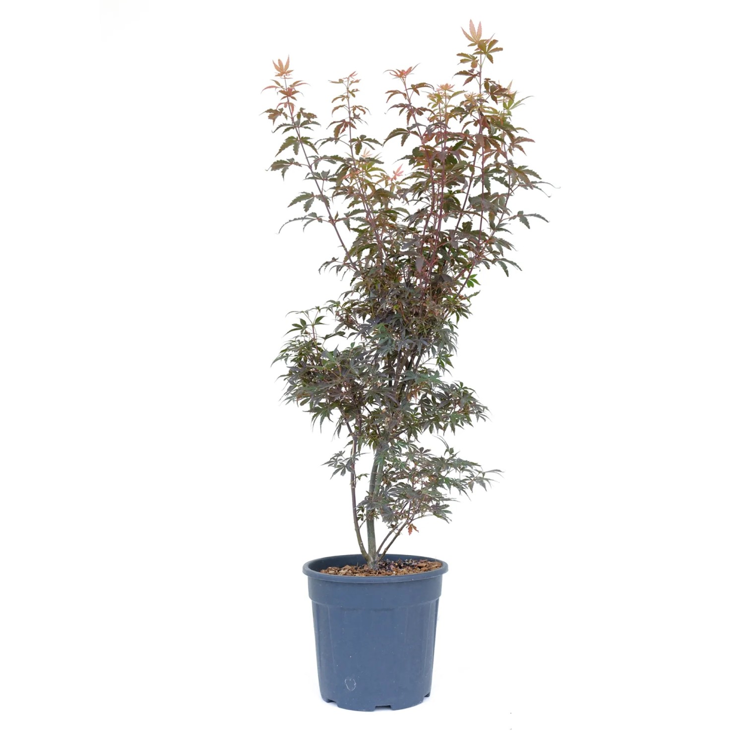GROW by OBI Ahorn Höhe ca. 80 cm Topf ca. 10 l Acer palmatum Skeeters ...