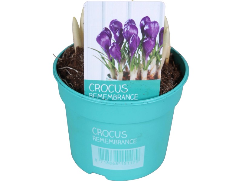Krokus "Diamond Collection" Blau Topf-Ø ca. 9 cm Crocus kaufen bei OBI