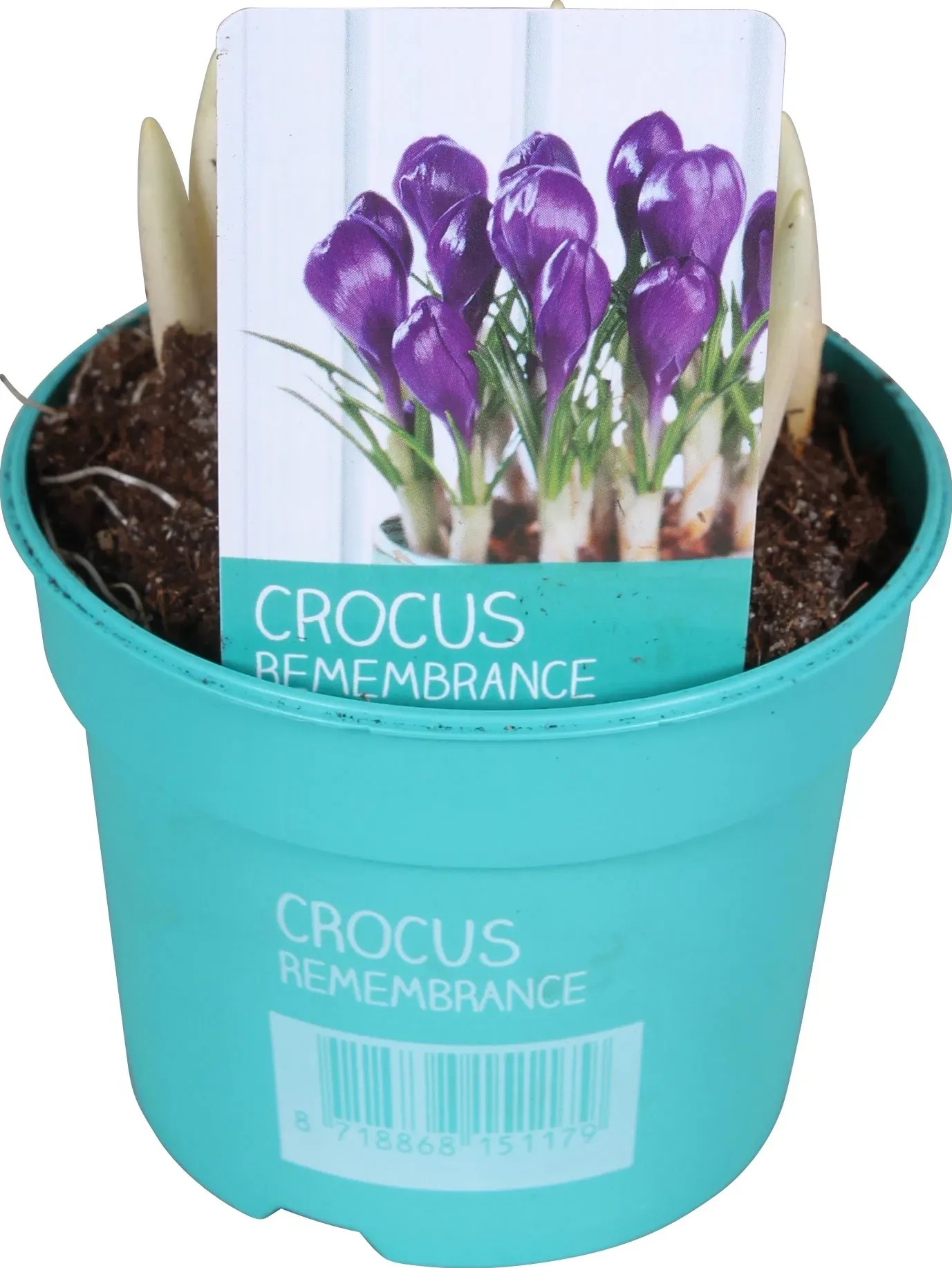 Krokus "Diamond Collection" Blau Topf-Ø ca. 9 cm Crocus kaufen bei OBI