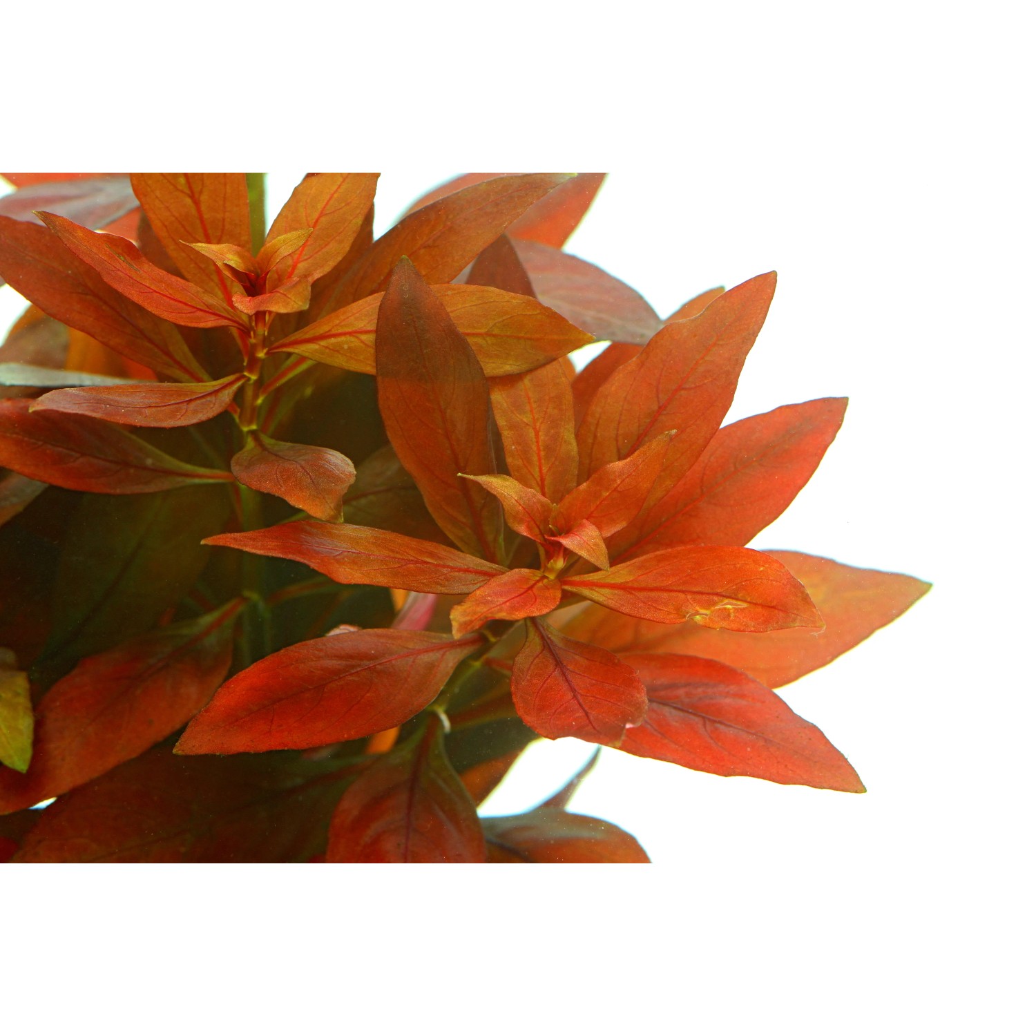 Dennerle Plants Aquariumpflanze Ludwigia Repens Rubin kaufen bei OBI