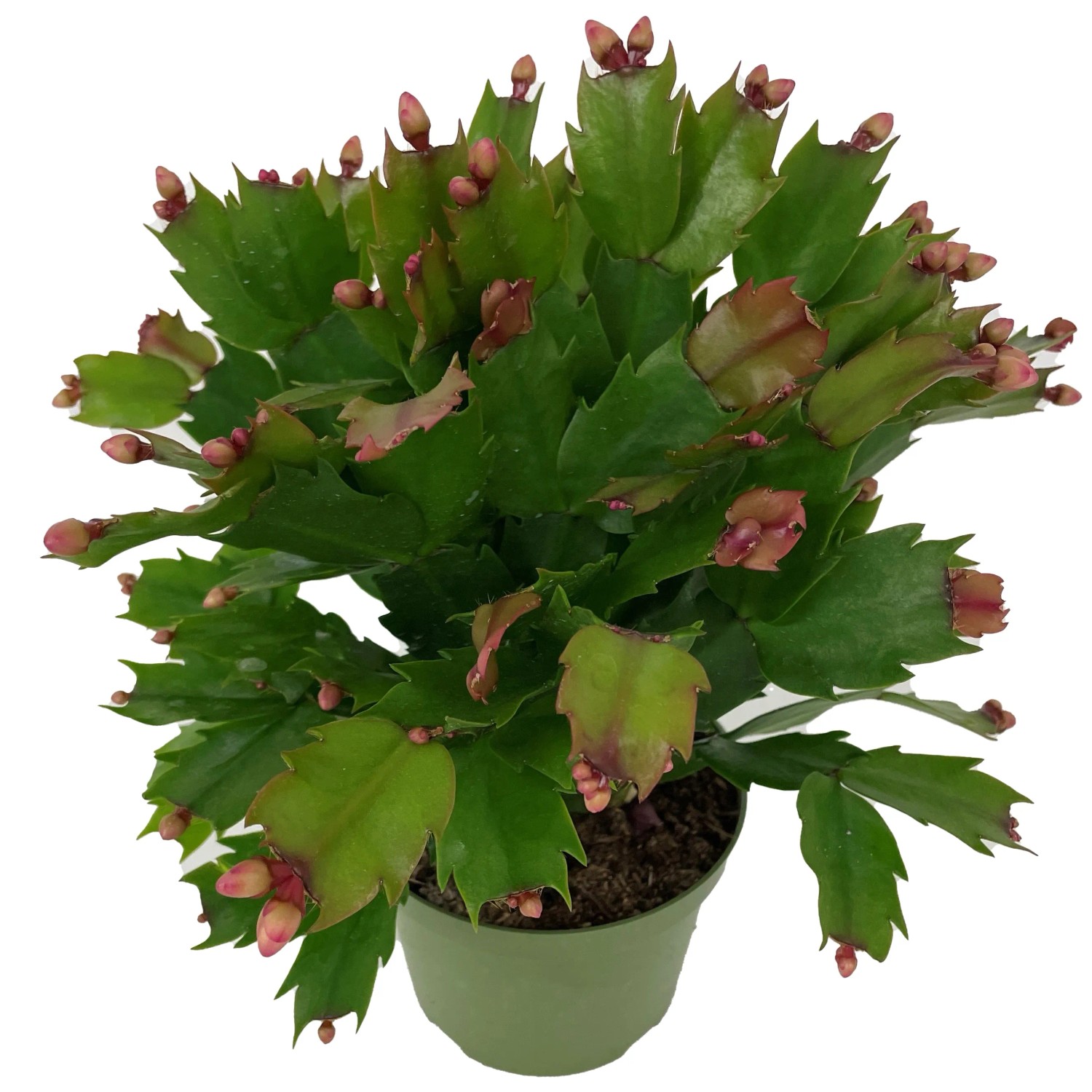 Weihnachtskaktus Rosa Höhe ca. 20-25 cm Topf-Ø ca. 11,5 cm ...