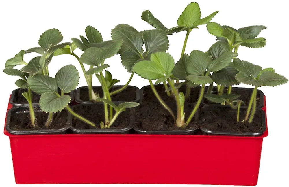 Garten-Monats-Erdbeere "Korona" 10er-Tray Fragaria kaufen bei OBI