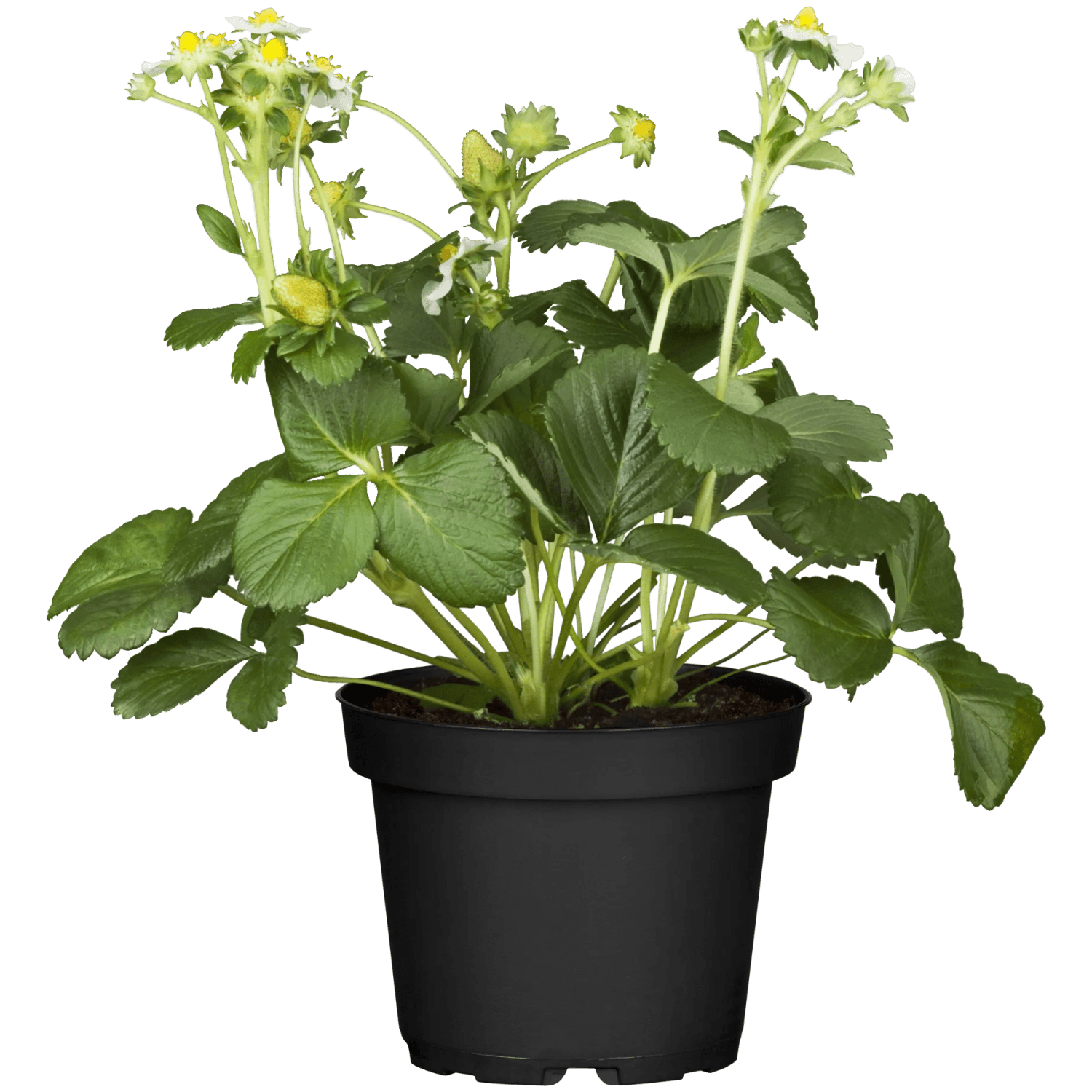 Erdbeere Fridulin Topf-Ø ca. 17 cm Fragaria x ananassa kaufen bei OBI