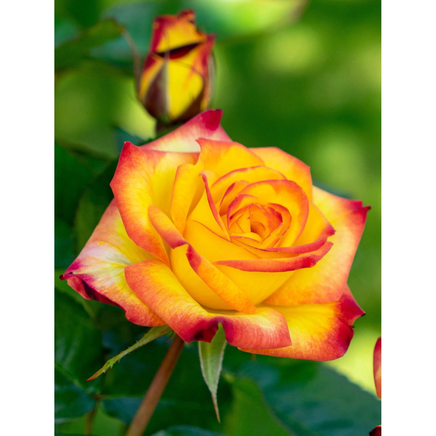 GROW by OBI Rose Gelb-Pink Planters Punch Höhe 40-60 cm Topf 6 l Rosa ...