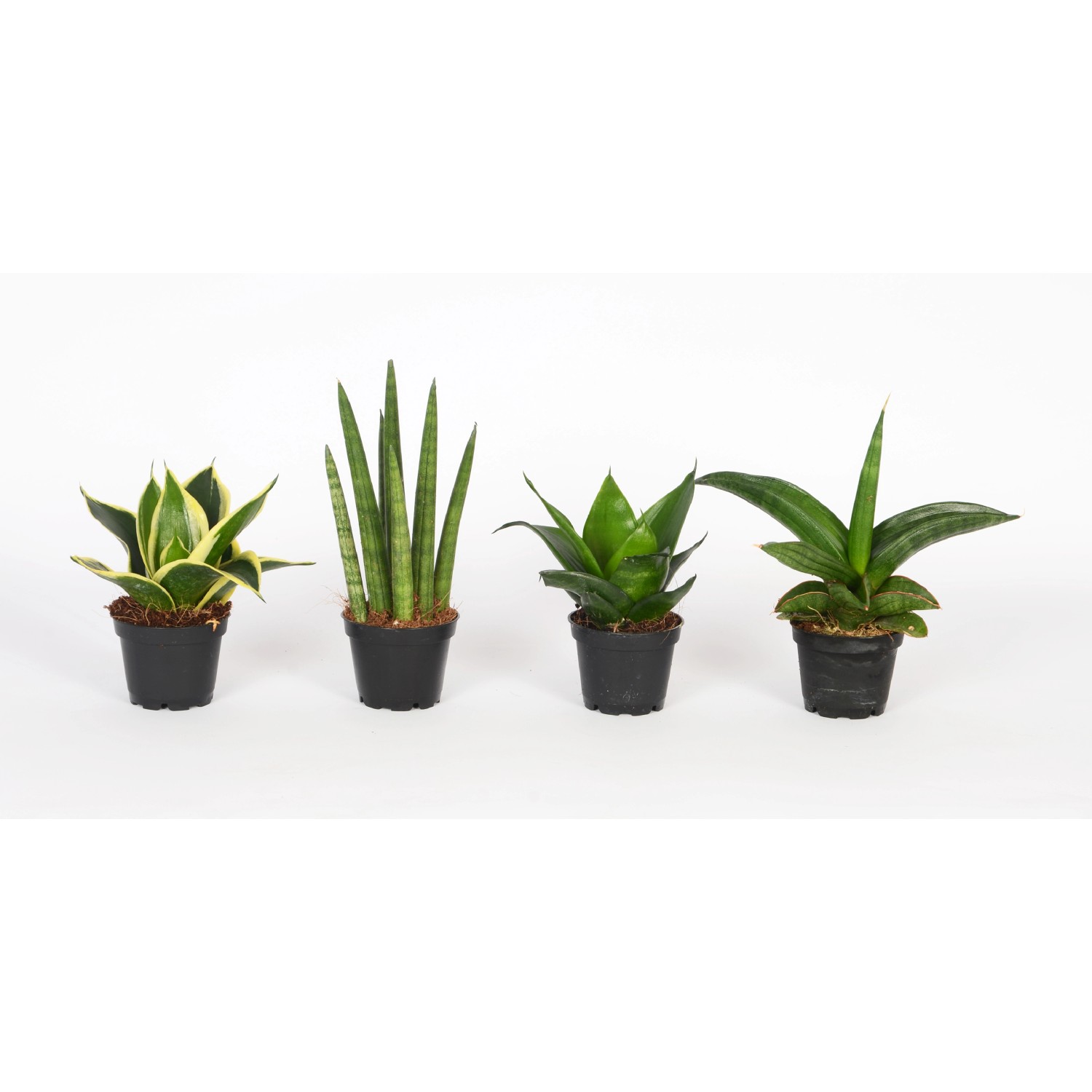 Sansevierie "Easy Care" klassische Sorten Topf-Ø ca. 6 cm Sansevieria ...