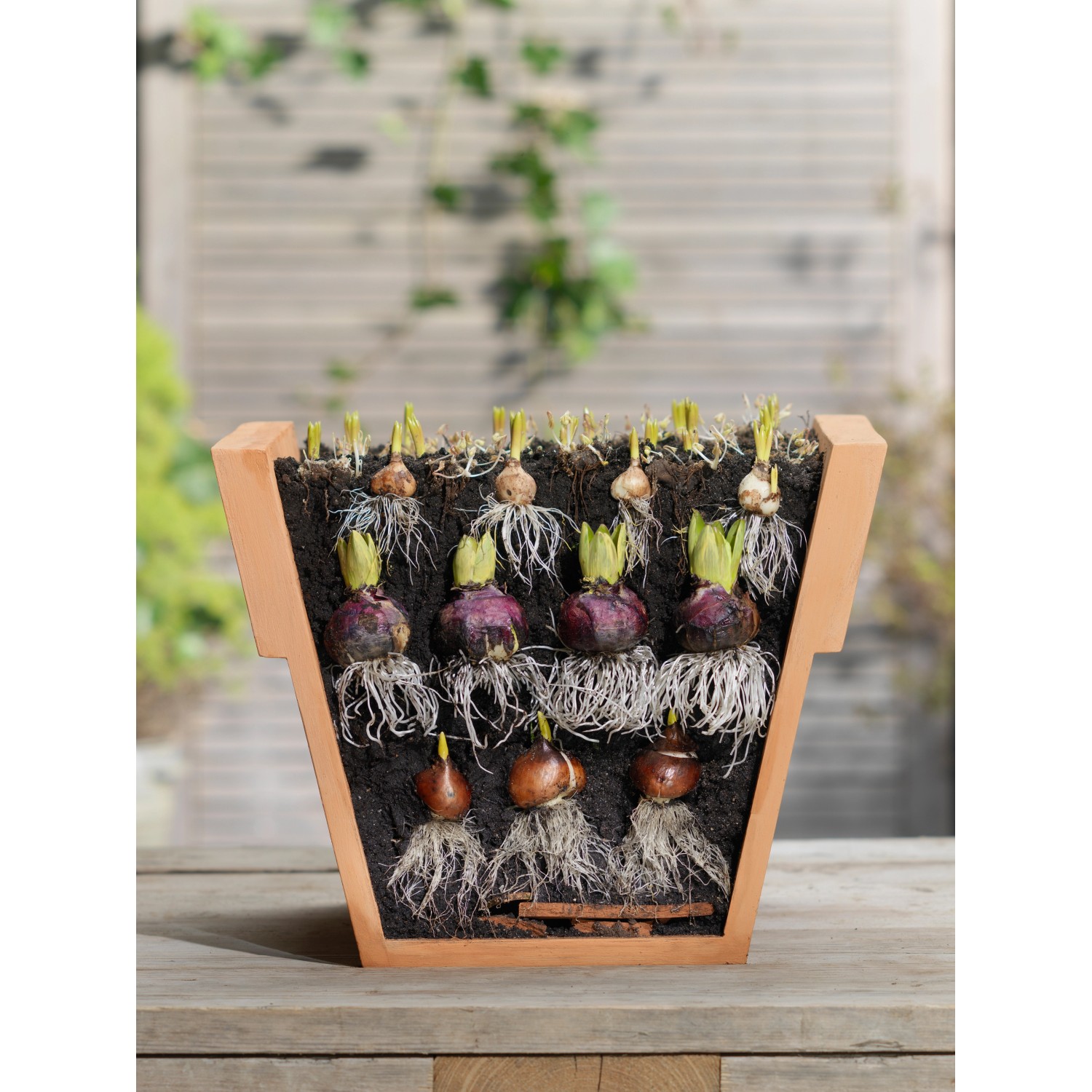 Blumenzwiebel-Mix Lasagne Blau kaufen bei OBI