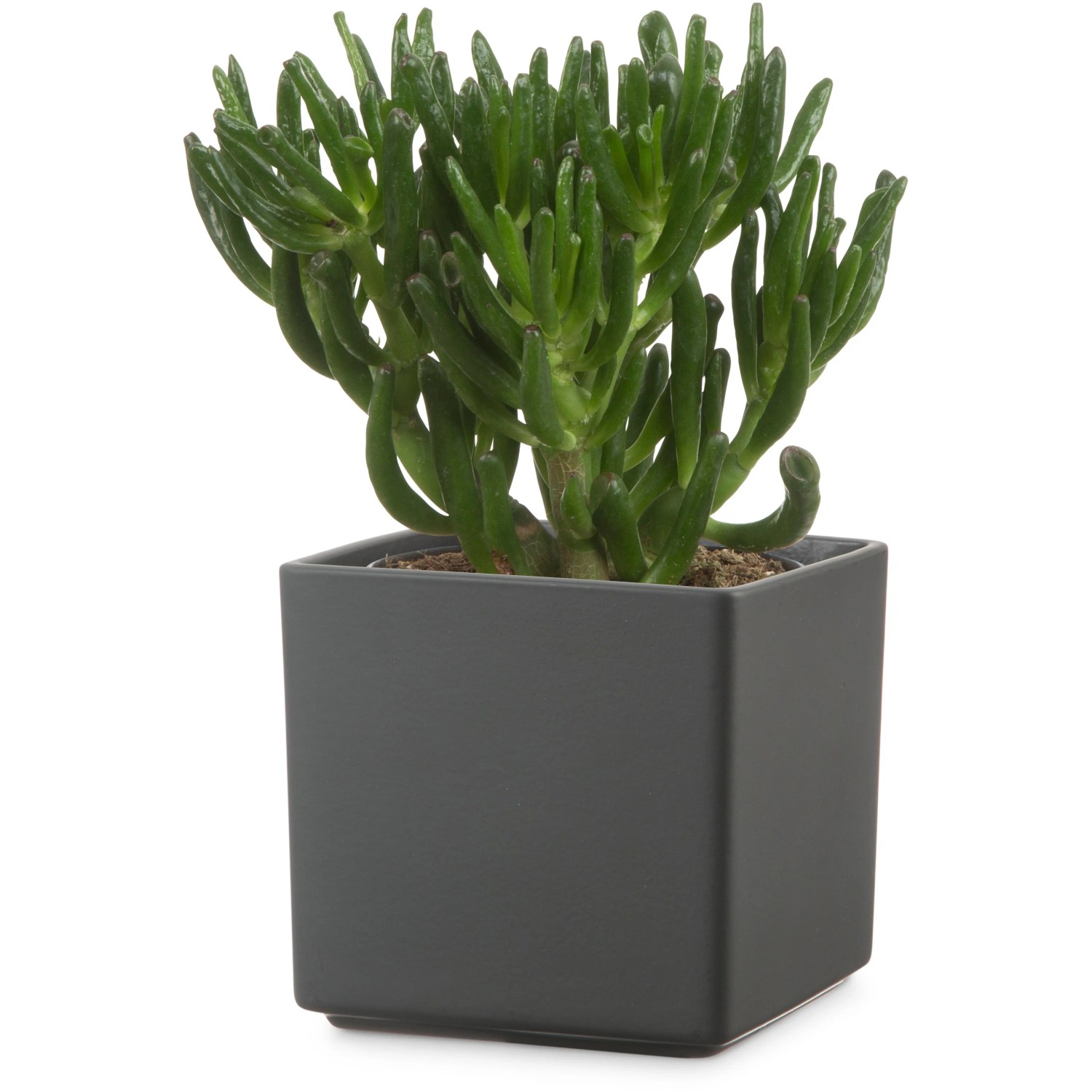 Scheurich Übertopf 994 13 cm x 13 cm Anthrazit kaufen bei OBI