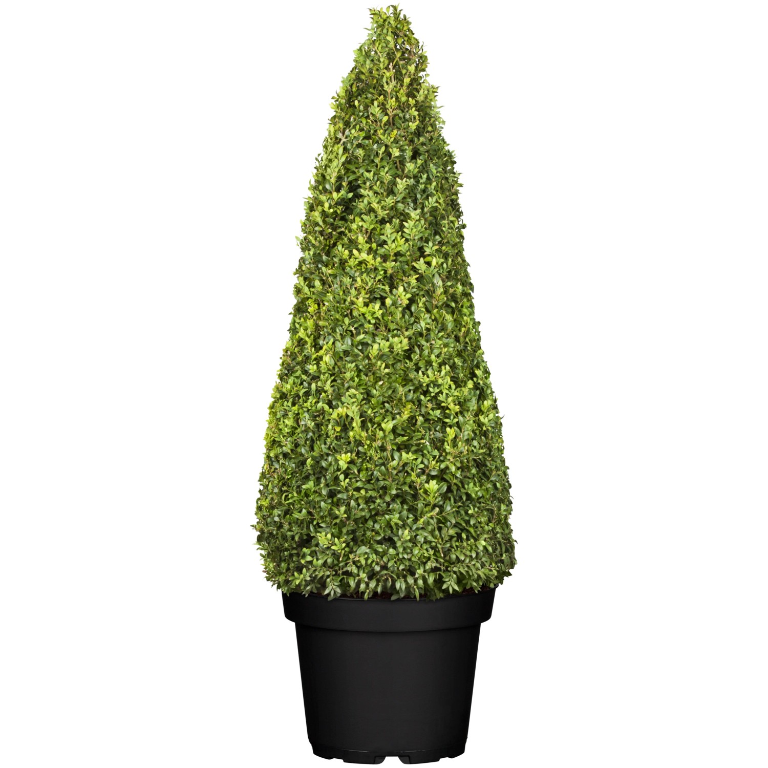Buchsbaum Kaufen 60 Cm