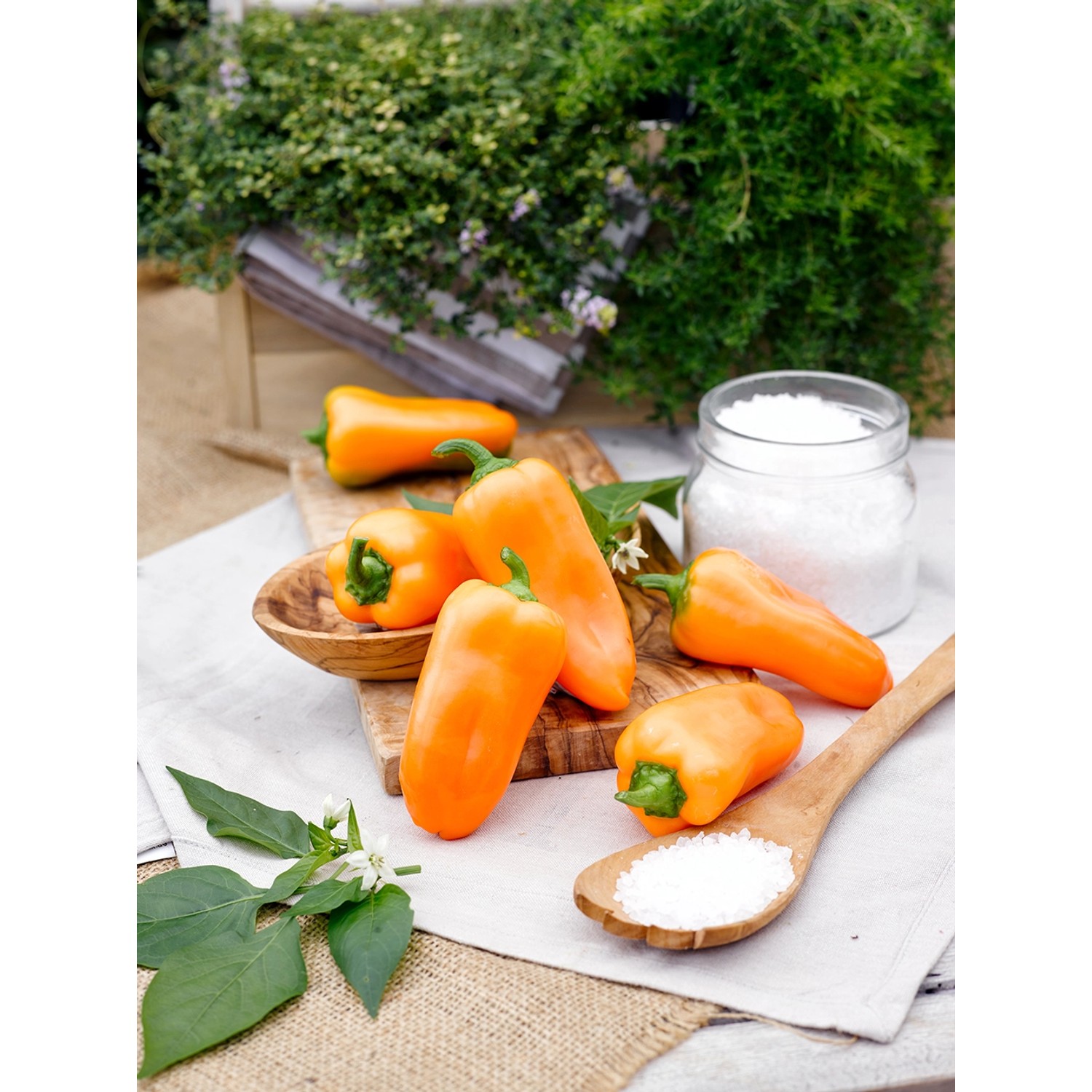 Snack-Paprika Orange Topf-Ø ca. 9 cm Capsicum annuum kaufen bei OBI