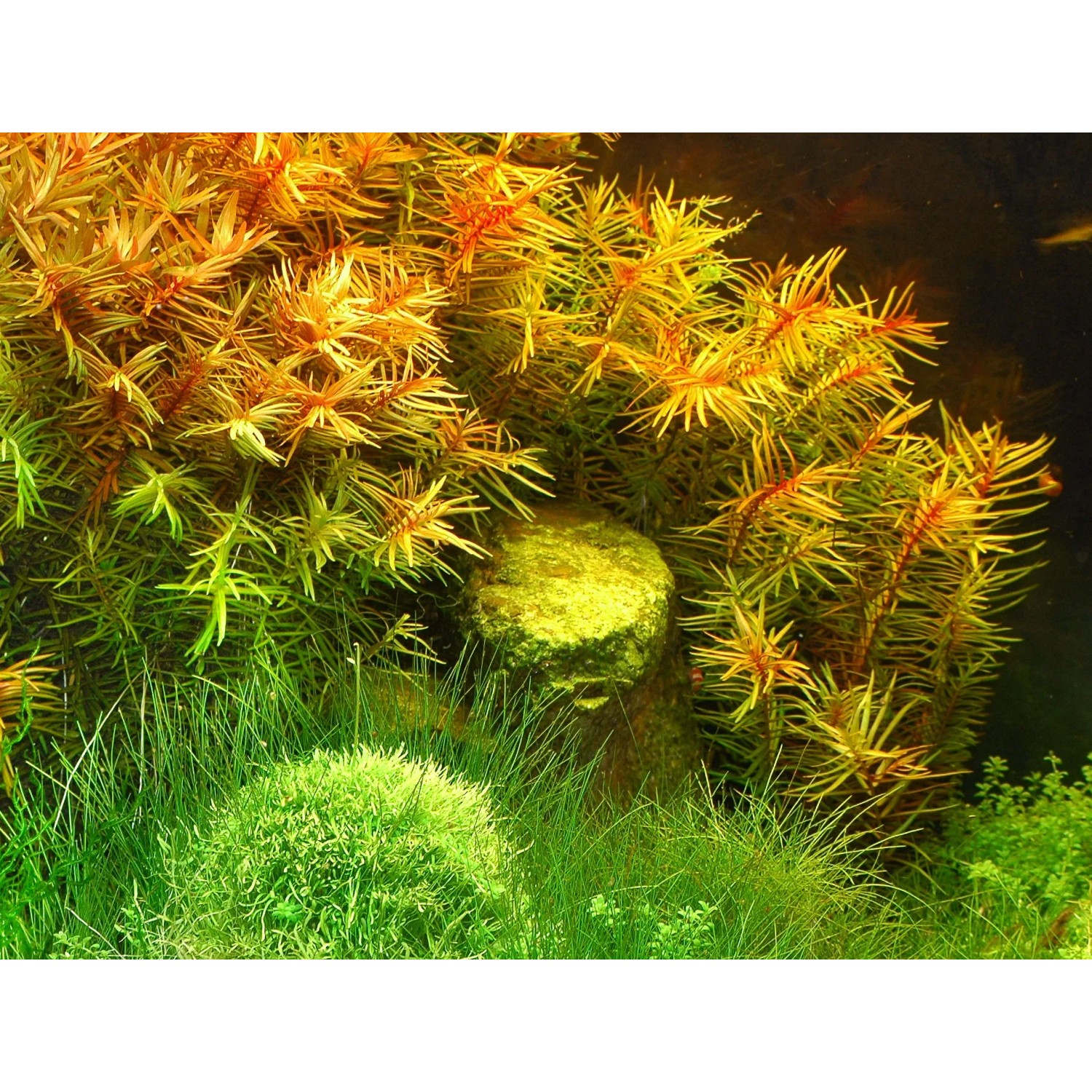 Dennerle Plants Aquariumpflanze Didiplis Diandra In-Vitro kaufen bei OBI