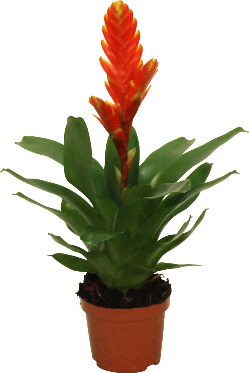 Bromelie verschiedene Sorten Topf-Ø ca. 9 cm Bromelia kaufen bei OBI