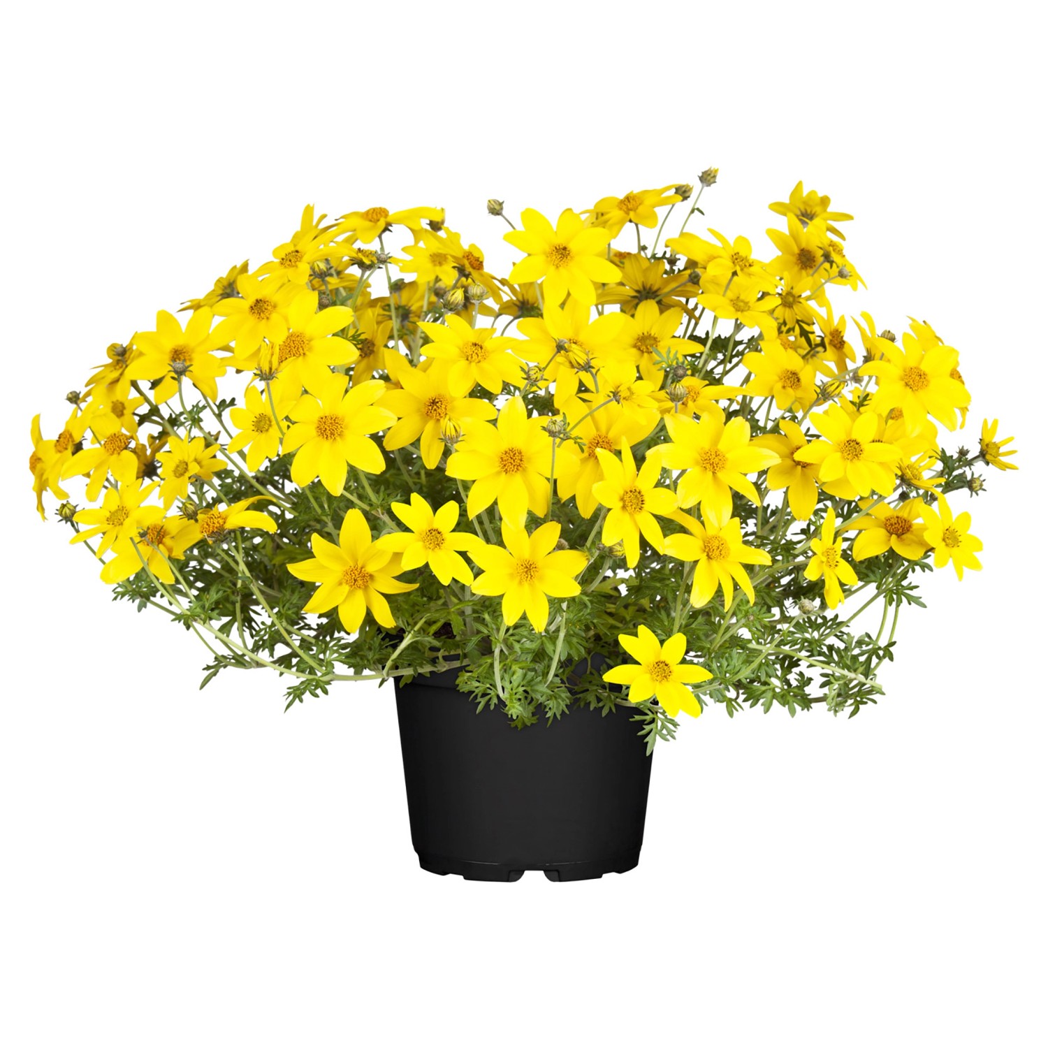 GROW by OBI Zweizahn Topf-Ø ca. 17 cm Bidens ferulifolia kaufen bei OBI