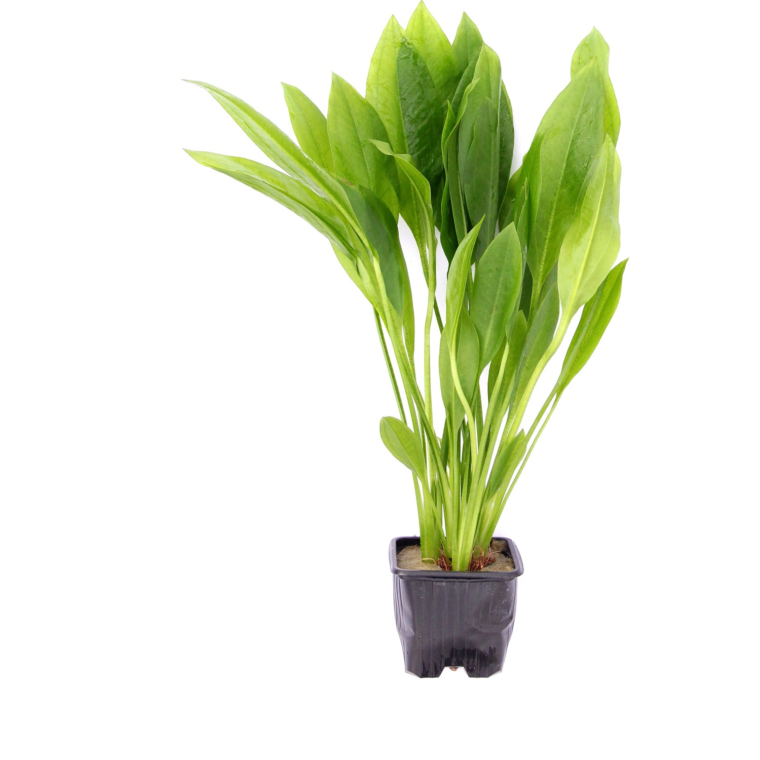 Dennerle Plants Aquariumpflanze Echinodorus Grisebachii Bleherae XML ...