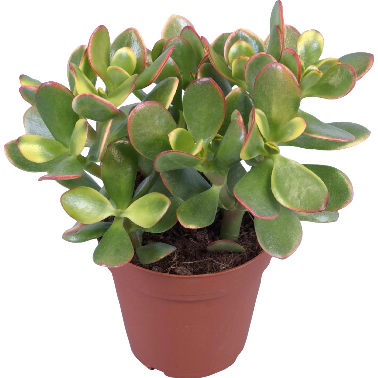 Dickblatt "Hummel's Sunset" Höhe ca. 20 cm Topf-Ø ca. 15 cm Crassula ...