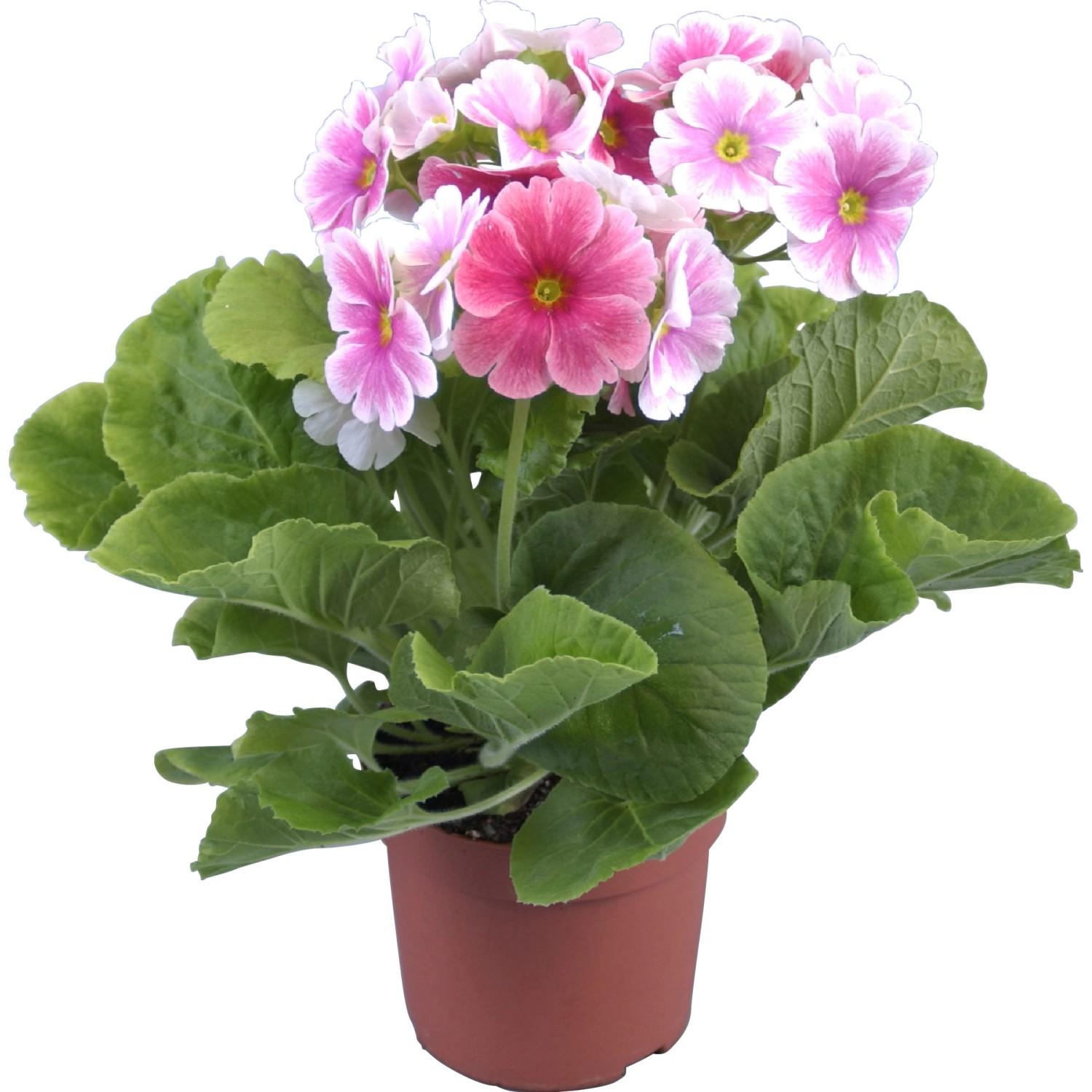 Becherprimel "Touch me" Mix Topf-Ø ca. 9 cm Primula obconica kaufen bei OBI
