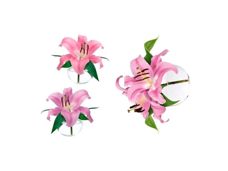 Wandtattoo Lilien im Topf kaufen bei OBI