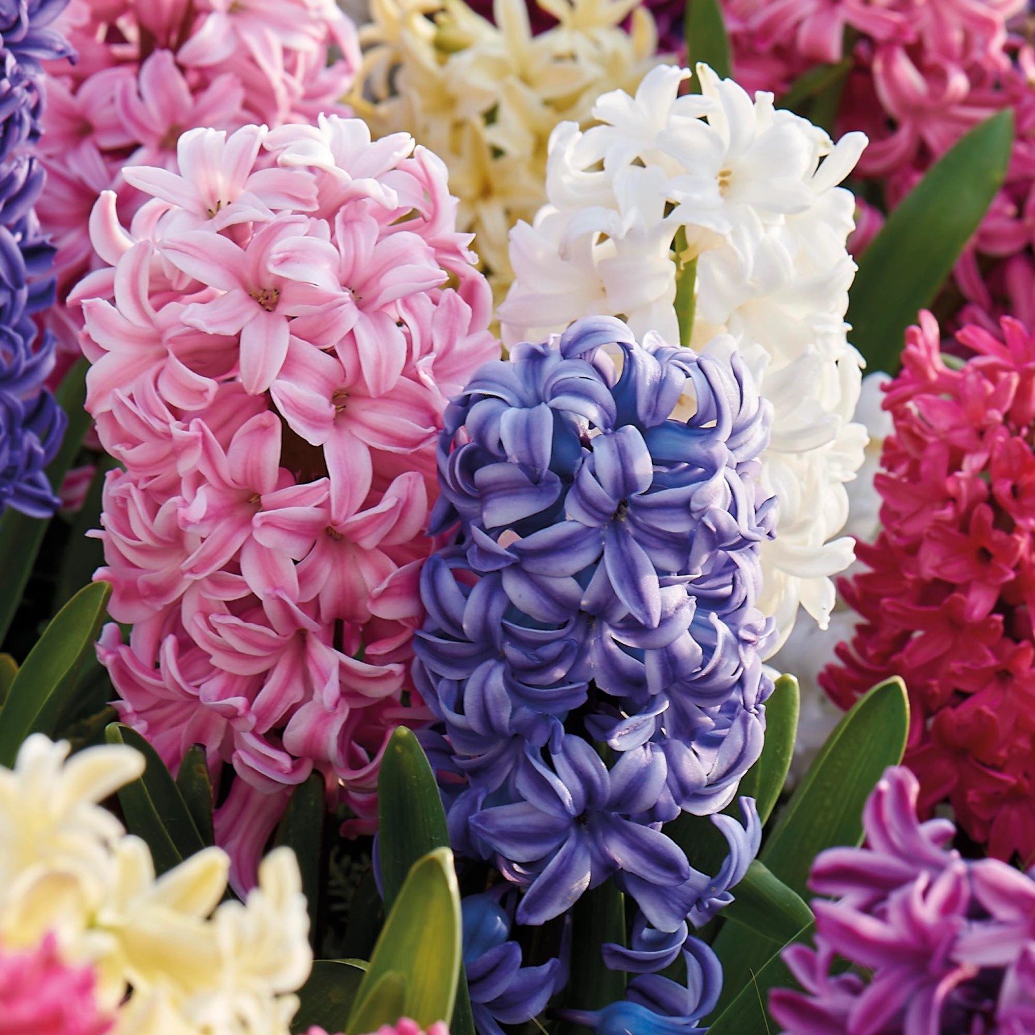 GROW by OBI Hyazinthen Mischung 3 Stück Hyacinthus orientalis Mixed kaufen bei OBI