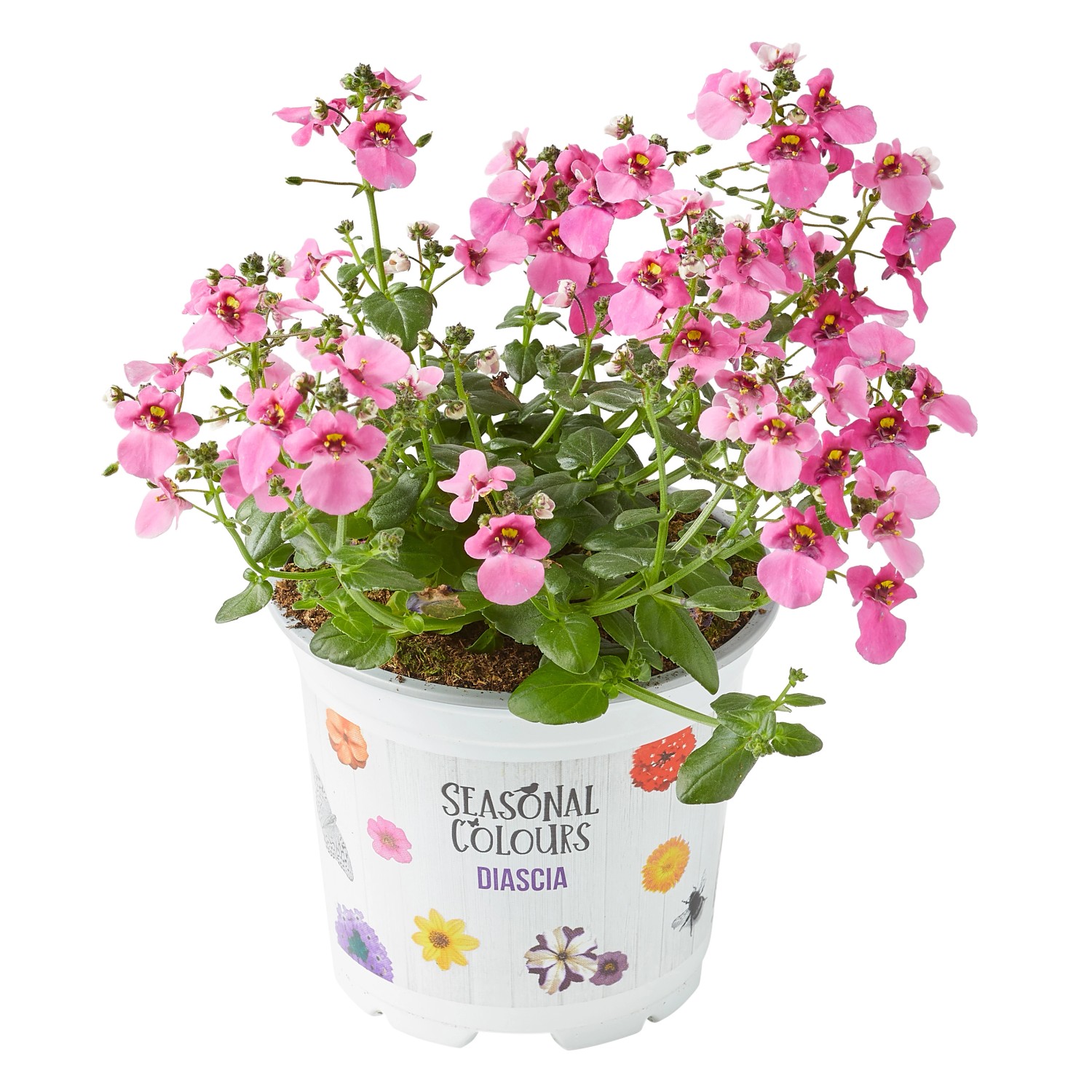 Elfensporn Rosa Farbmix Topf-Ø ca. 10,5 cm Diascia kaufen bei OBI