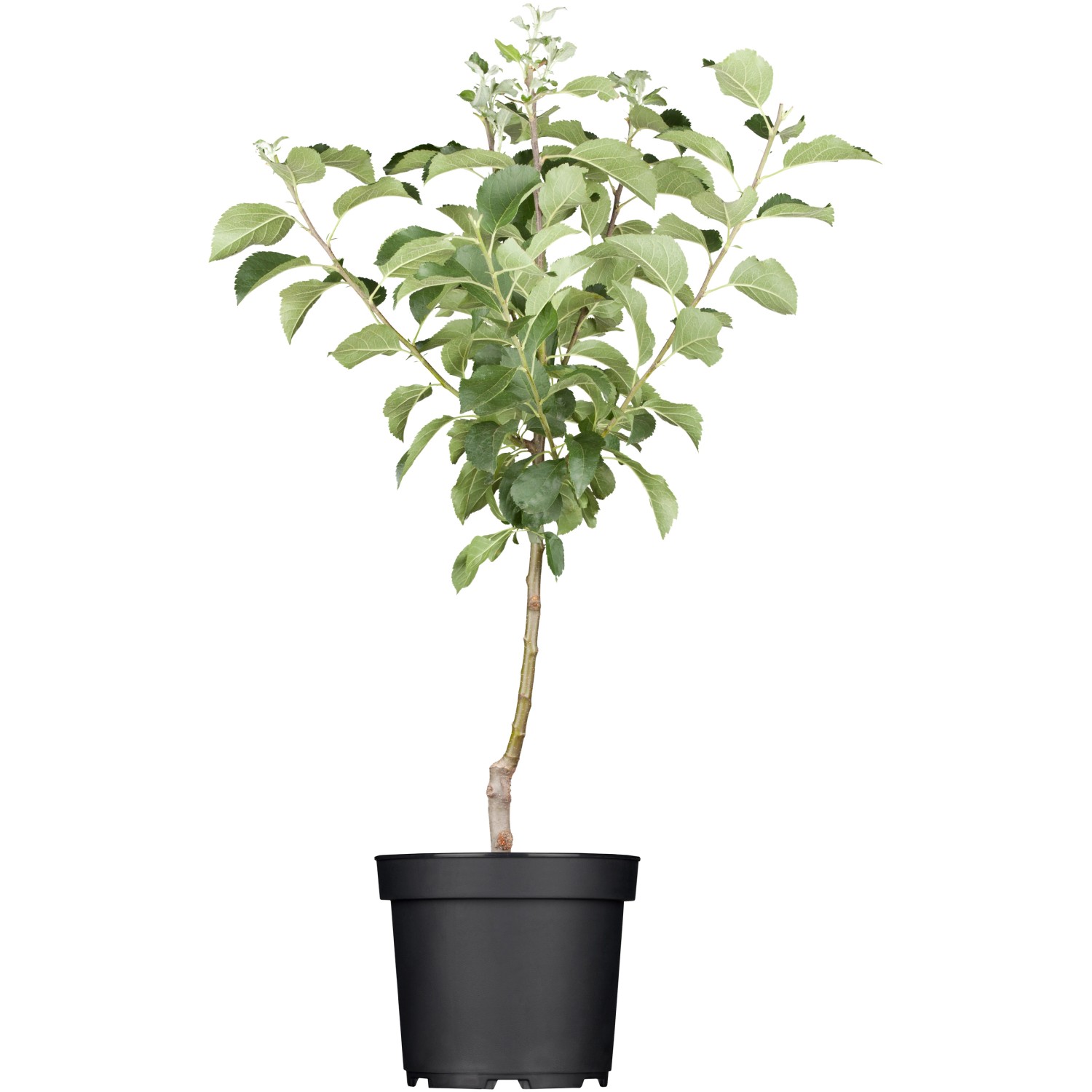 GROW by OBI Bio Apfel "Idared" Rot Höhe ca. 120 - 140 cm Topf ca. 7 l ...